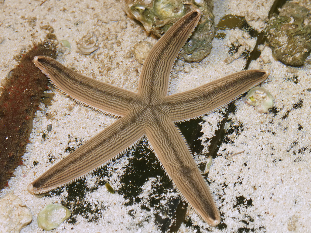 Gray Sea Star (Asterozoa of the United States) · iNaturalist