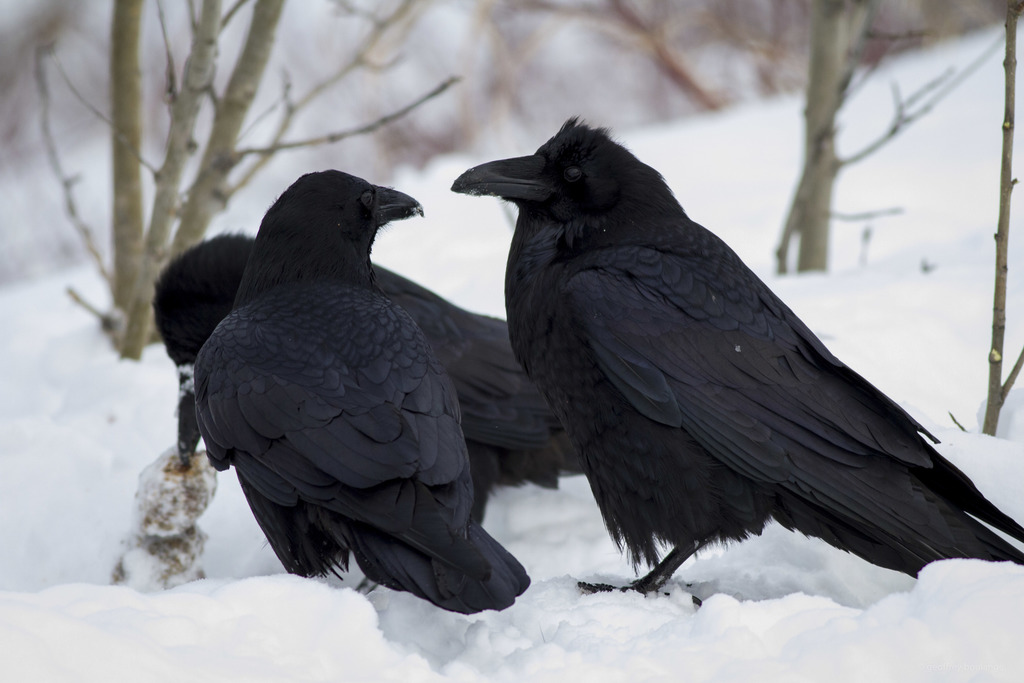 Common Raven from 93rd Ave, Fort Simpson, NT, CA on March 17, 2021 at ...