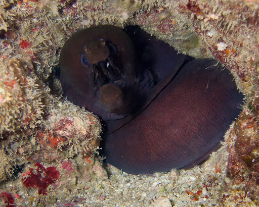 Viper moray from Makaha, HI on May 12, 2012 by David R · iNaturalist