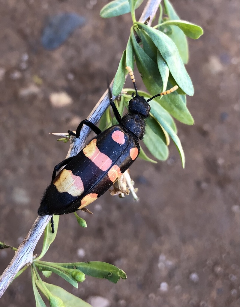 Hycleus from WC, ZA on March 13, 2021 at 12:58 PM by juanmarais ...