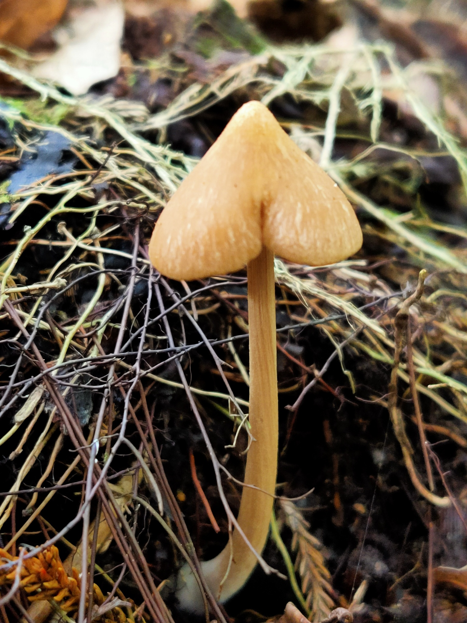 Entoloma latericolor E.Horak