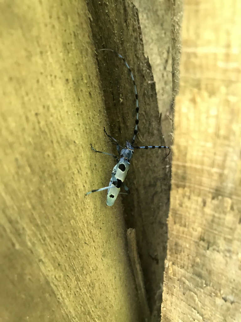 Alpine longhorn Rosalia from Armenia, AM on July 20, 2020 at 03:25 PM ...