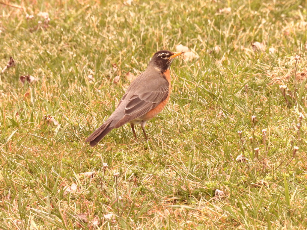 American Robin from Truss Bridge Park, Wytheville, Wythe Co., VA on ...