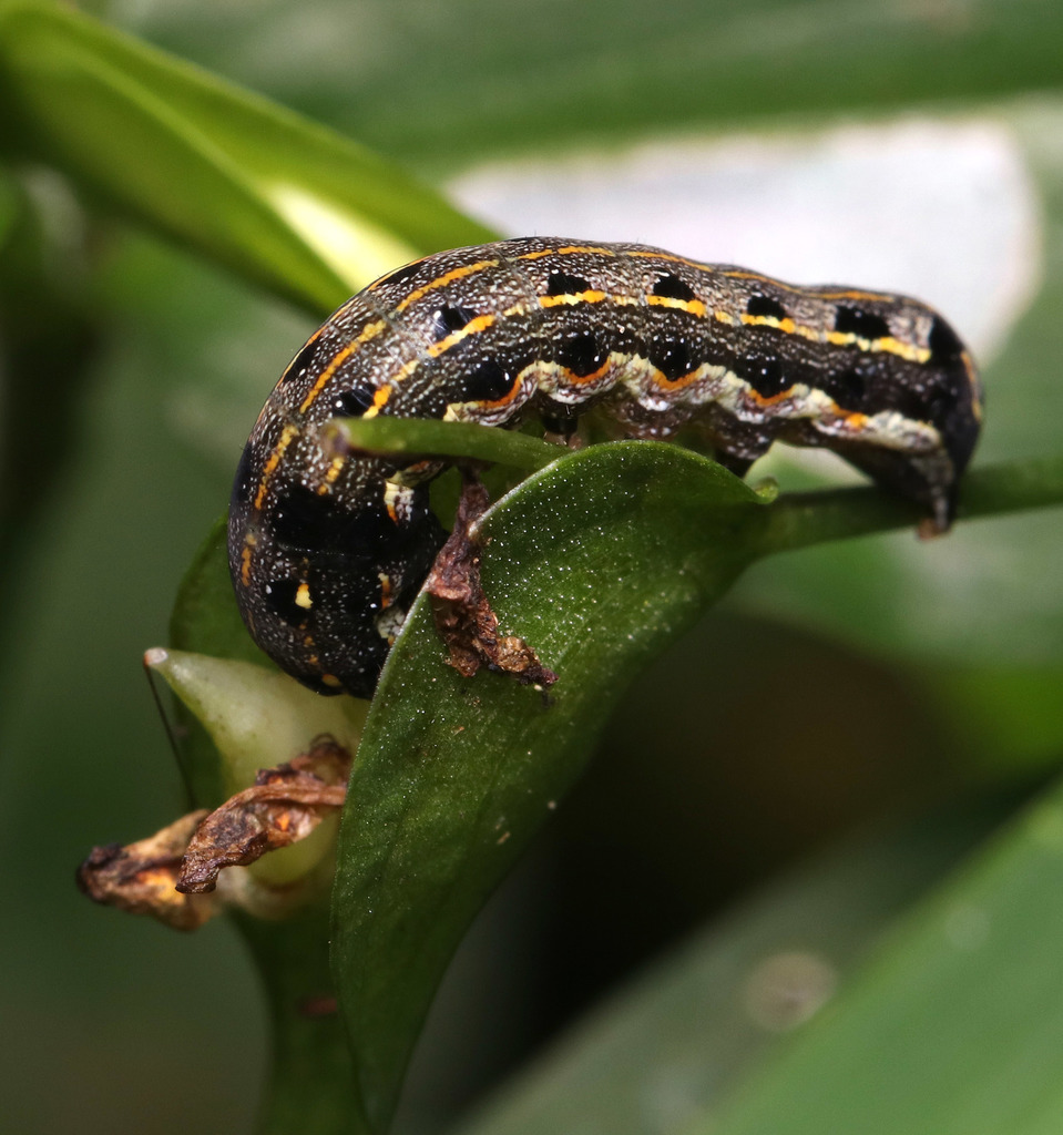 Oriental leafworm moth in April 2020 by juliegraham173 · iNaturalist