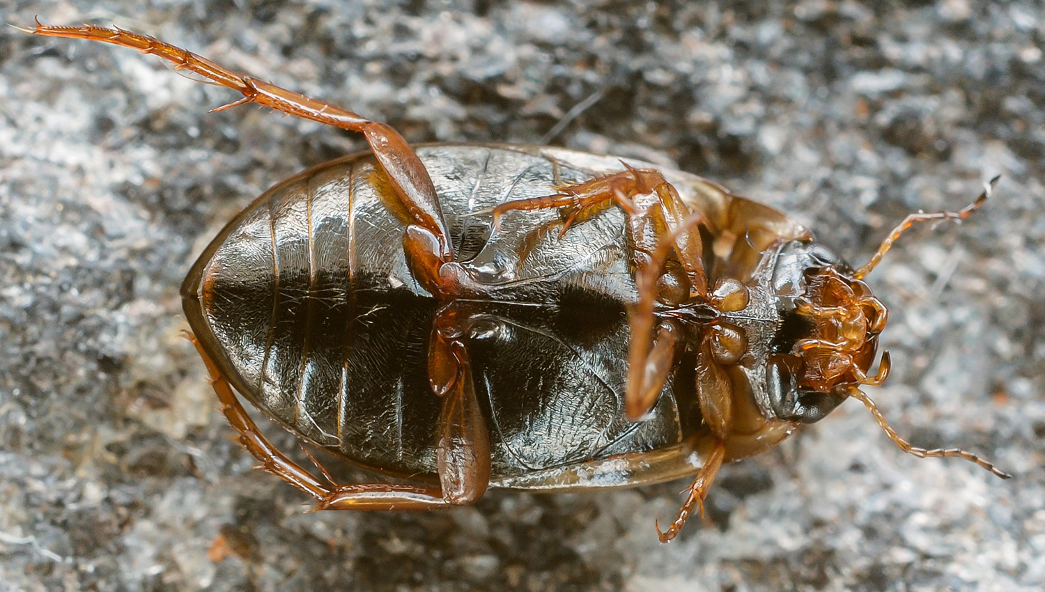 Agabus arcticus (Paykull, 1798)