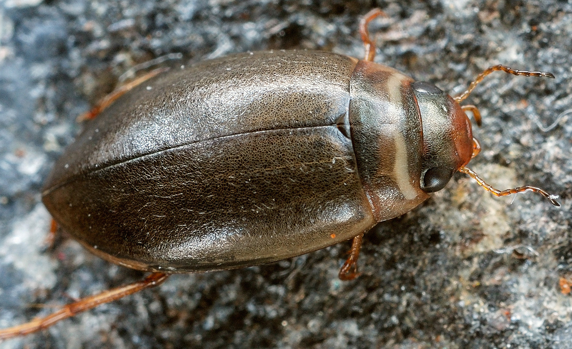 Agabus arcticus (Paykull, 1798)