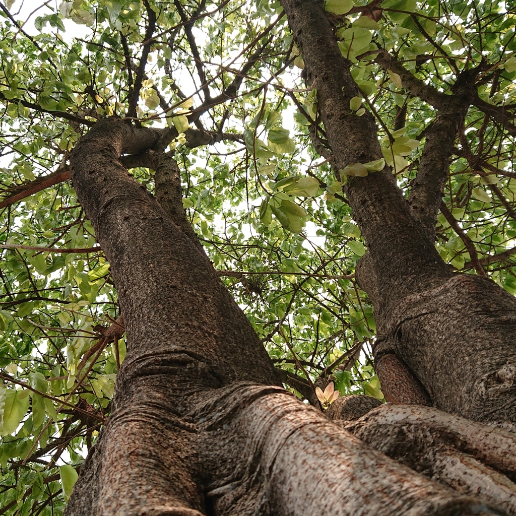 Geniculate Fig (Ficus geniculata) - Botanical Realm