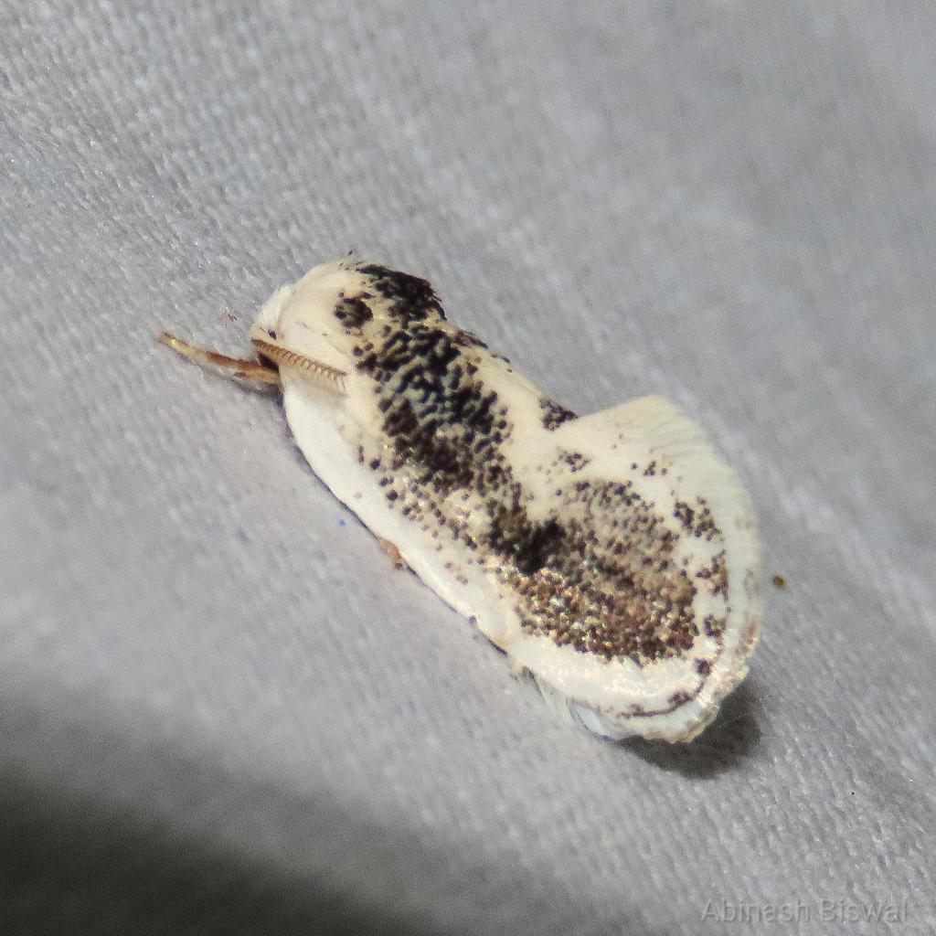 Butterflies and Moths from Makunda Christian Leprosy and General ...