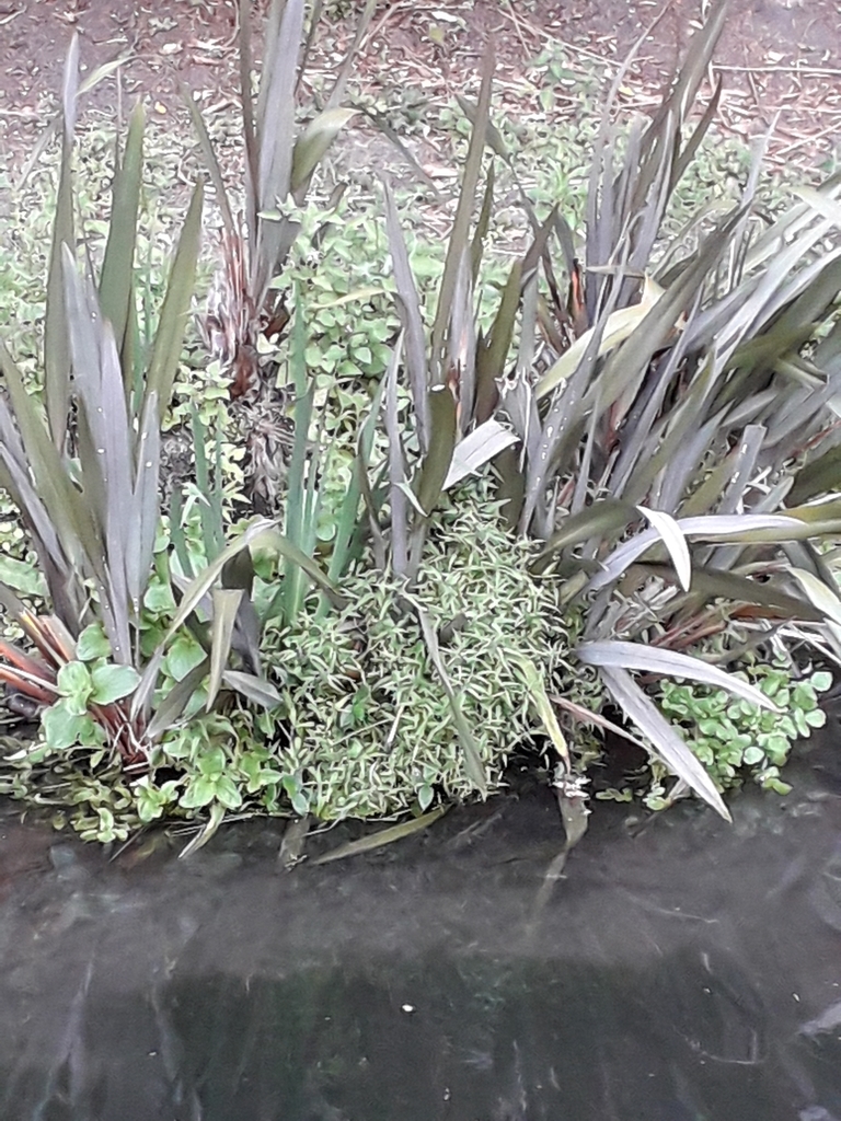 swamp nettle from Lansdown House, Halswell River, Selwyn, NZ-CA, NZ on ...