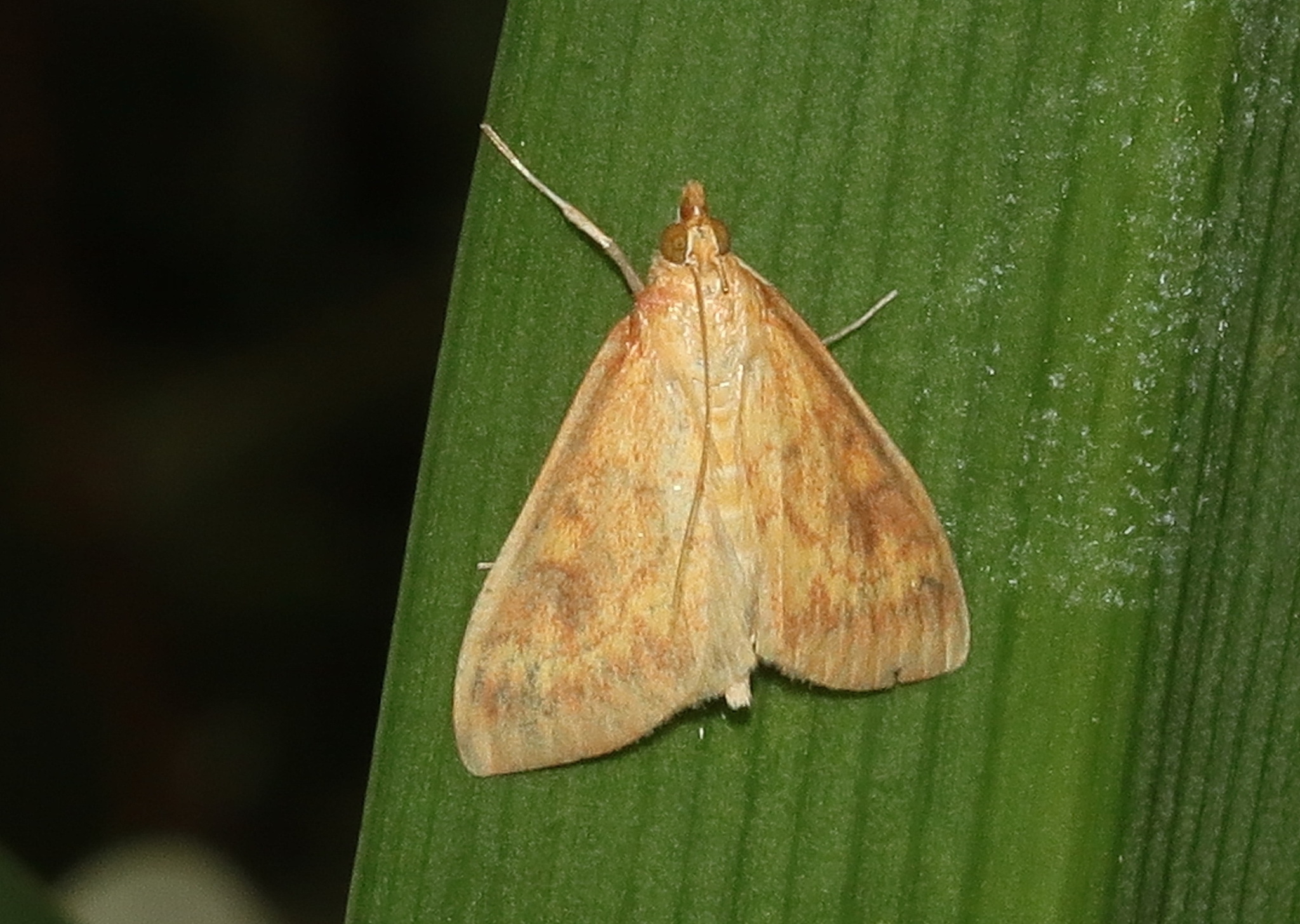 Ostrinia furnacalis (Guenée, 1854)