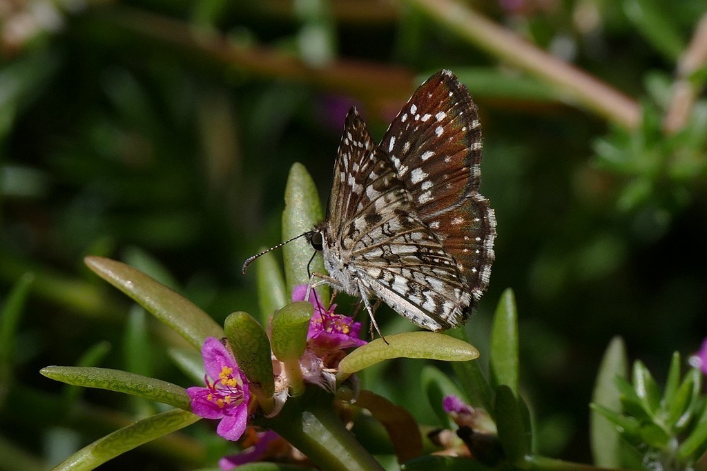 Tropical Checkered Skipper (Insects and Arachnids of Coronado National ...