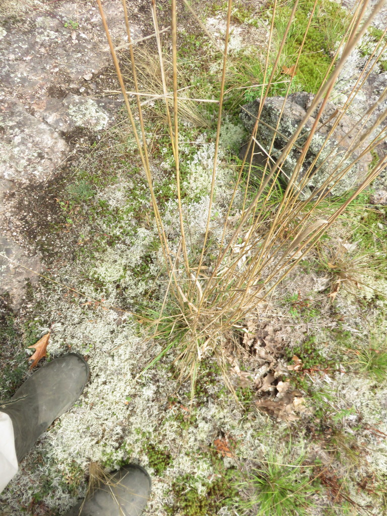 Slender wheat grass (Plants of Lone Mesa State Park) · iNaturalist
