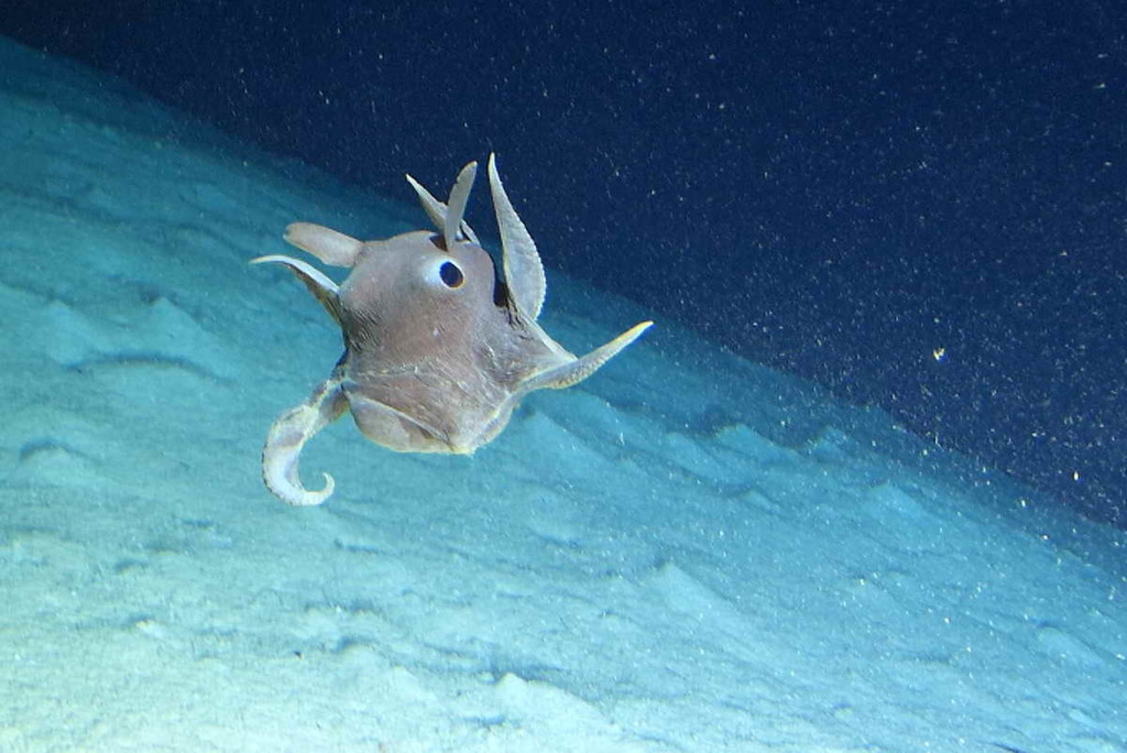 Dumbo Octopuses from Stanley submarine's dive area on February 01, 2020 ...