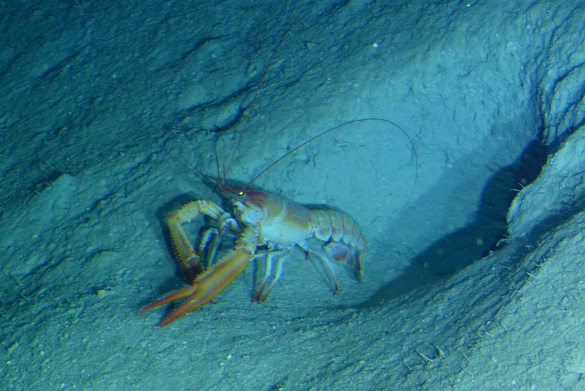 Metanephrops binghami (Boone, 1927)