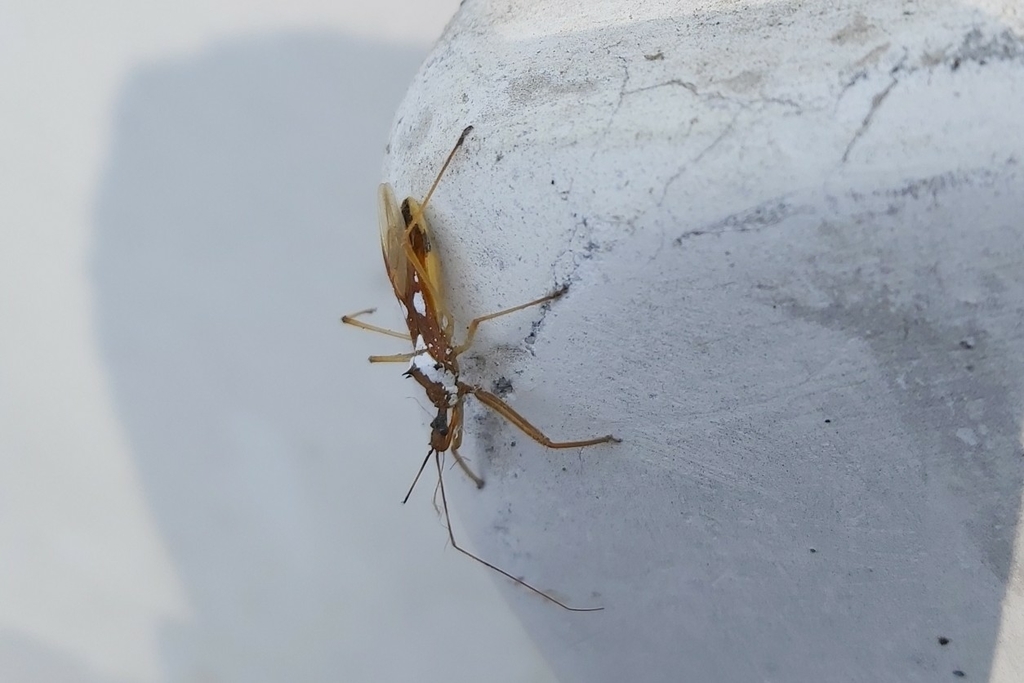 Epidaus famulus from Tadong, Gangtok, Sikkim 737102, India on December ...