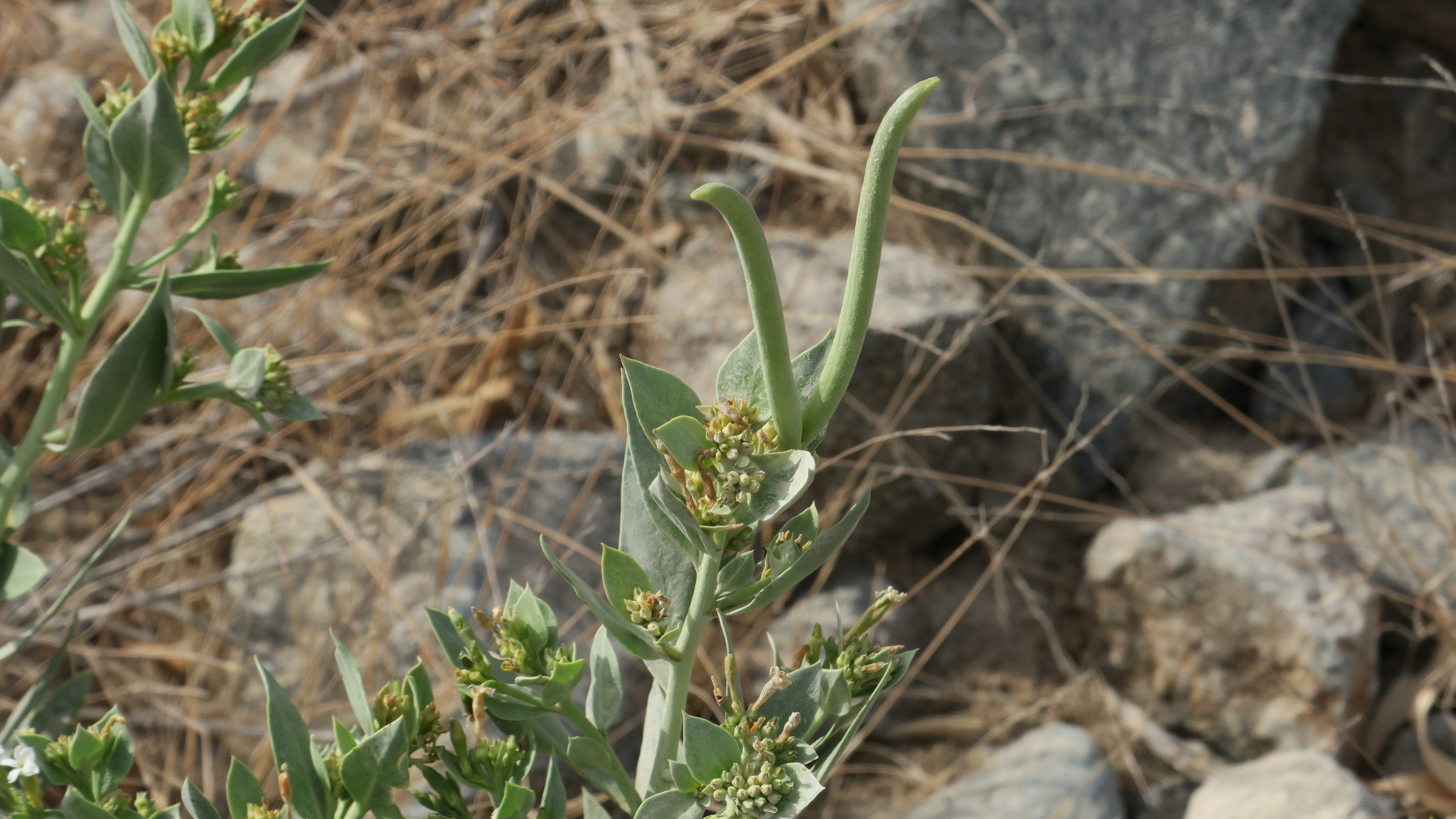 Rhazya stricta Decne.