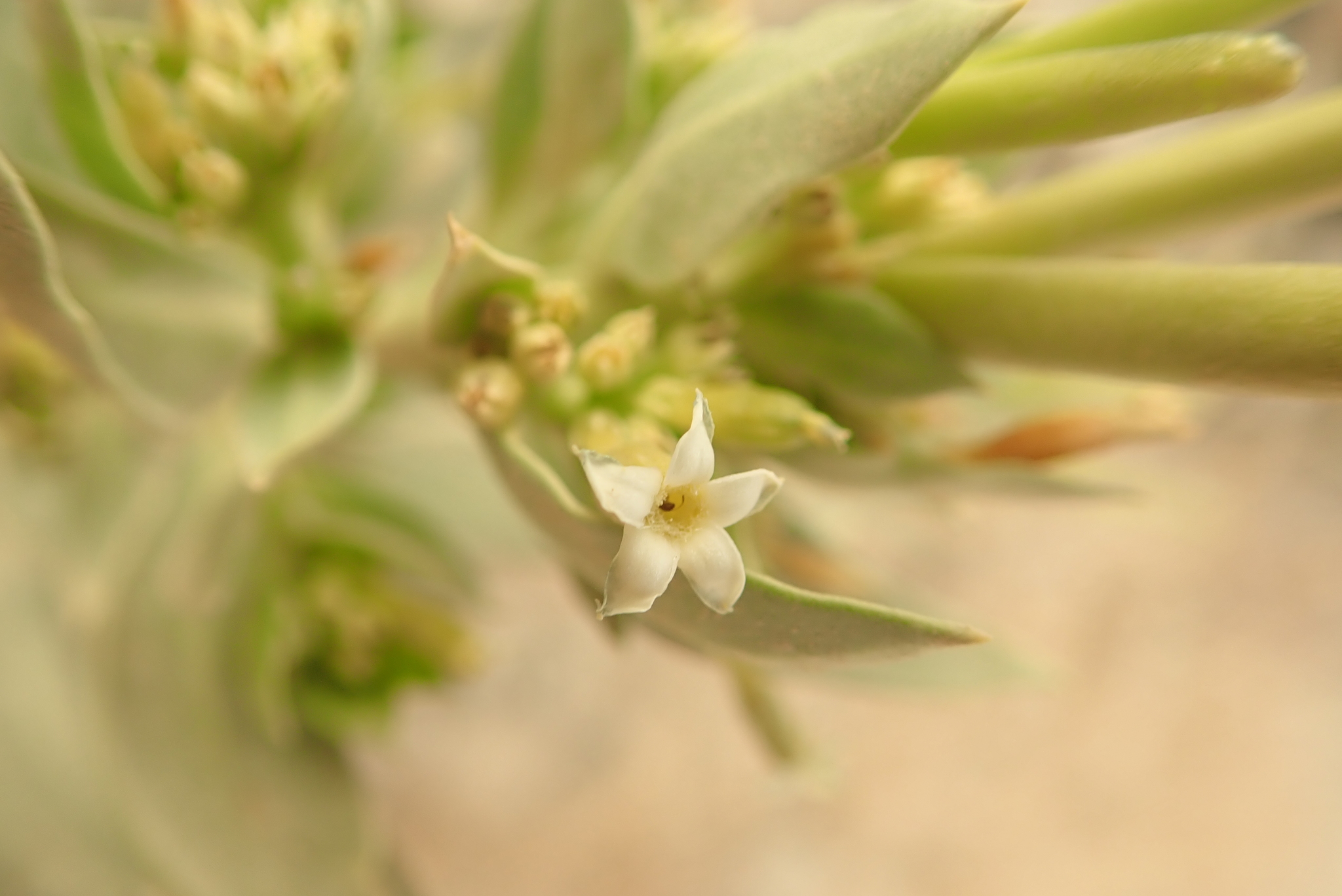 Rhazya stricta Decne.