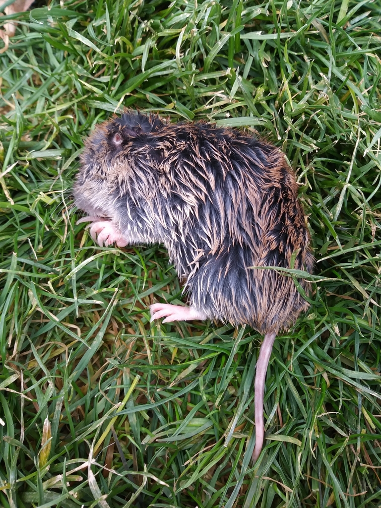 Northern Pocket Gopher (Thomomys talpoides) - Know Your Mammals