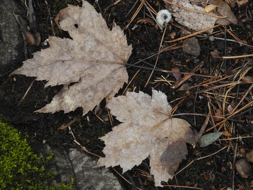 Freeman's Maple from Chatham County, NC, USA on March 17, 2021 at 12:15 ...