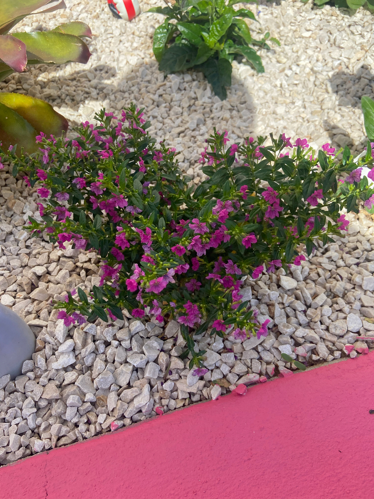 False heather from Río Grande on March 18, 2021 at 09:41 AM by ...