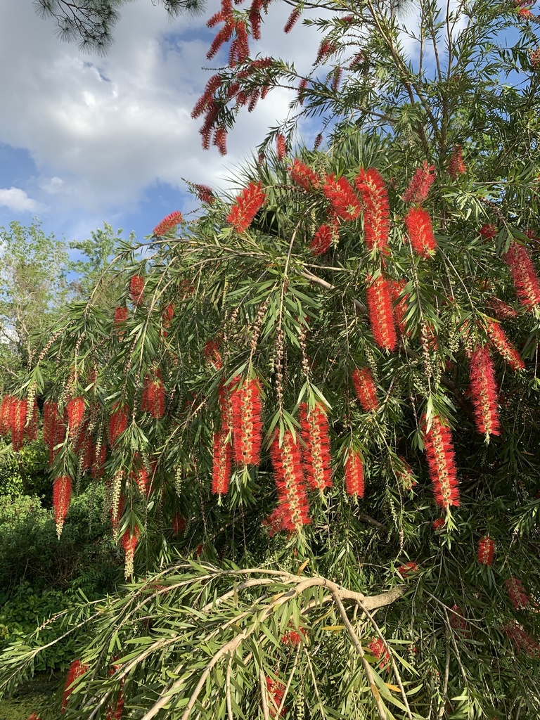 weeping bottlebrush from Aloma Ave, Winter Park, FL, US on March 16 ...