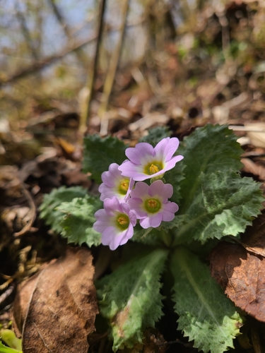 Primula moupinensis · iNaturalist