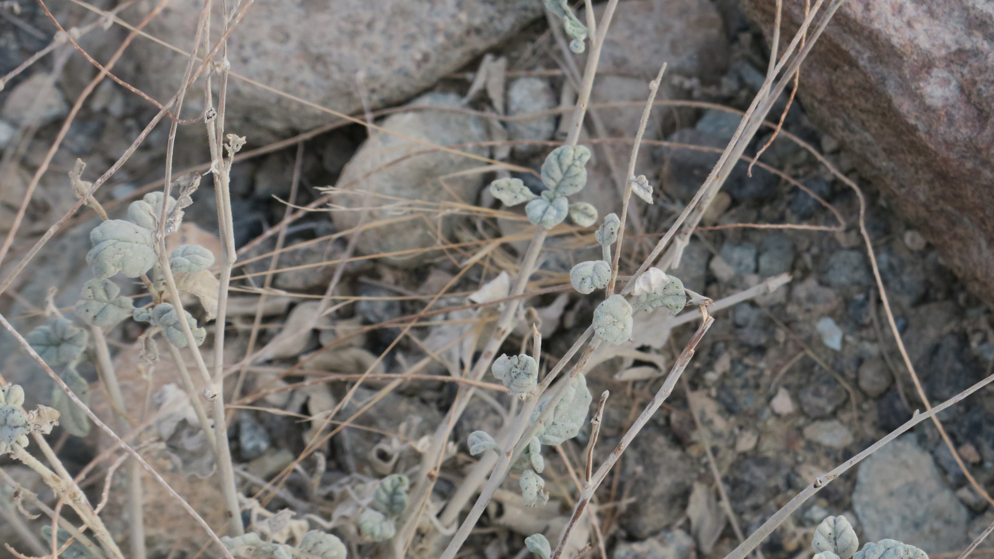 Echiochilon persicum (Burm.fil.) I.M.Johnst.