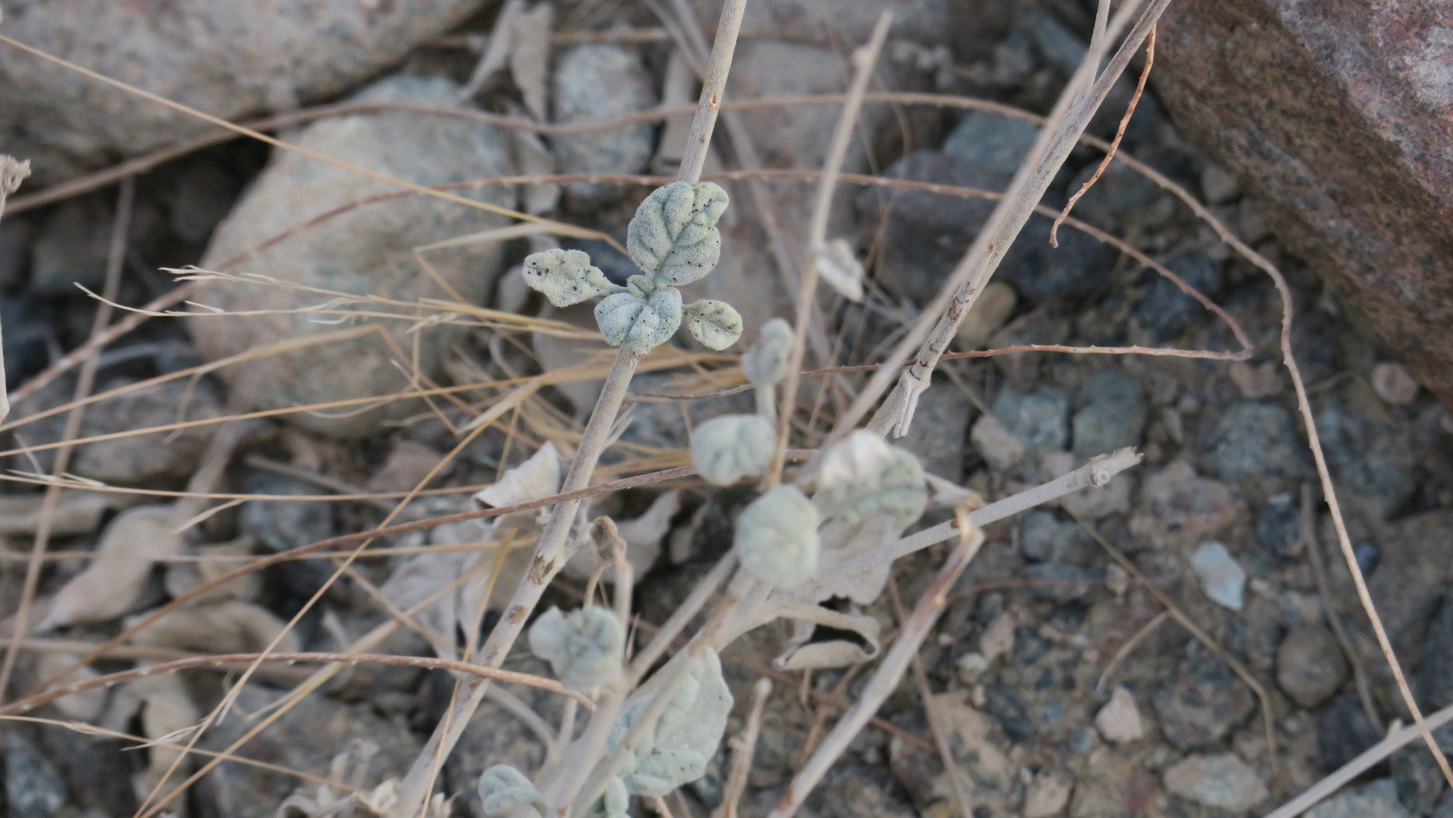 Echiochilon persicum (Burm.fil.) I.M.Johnst.