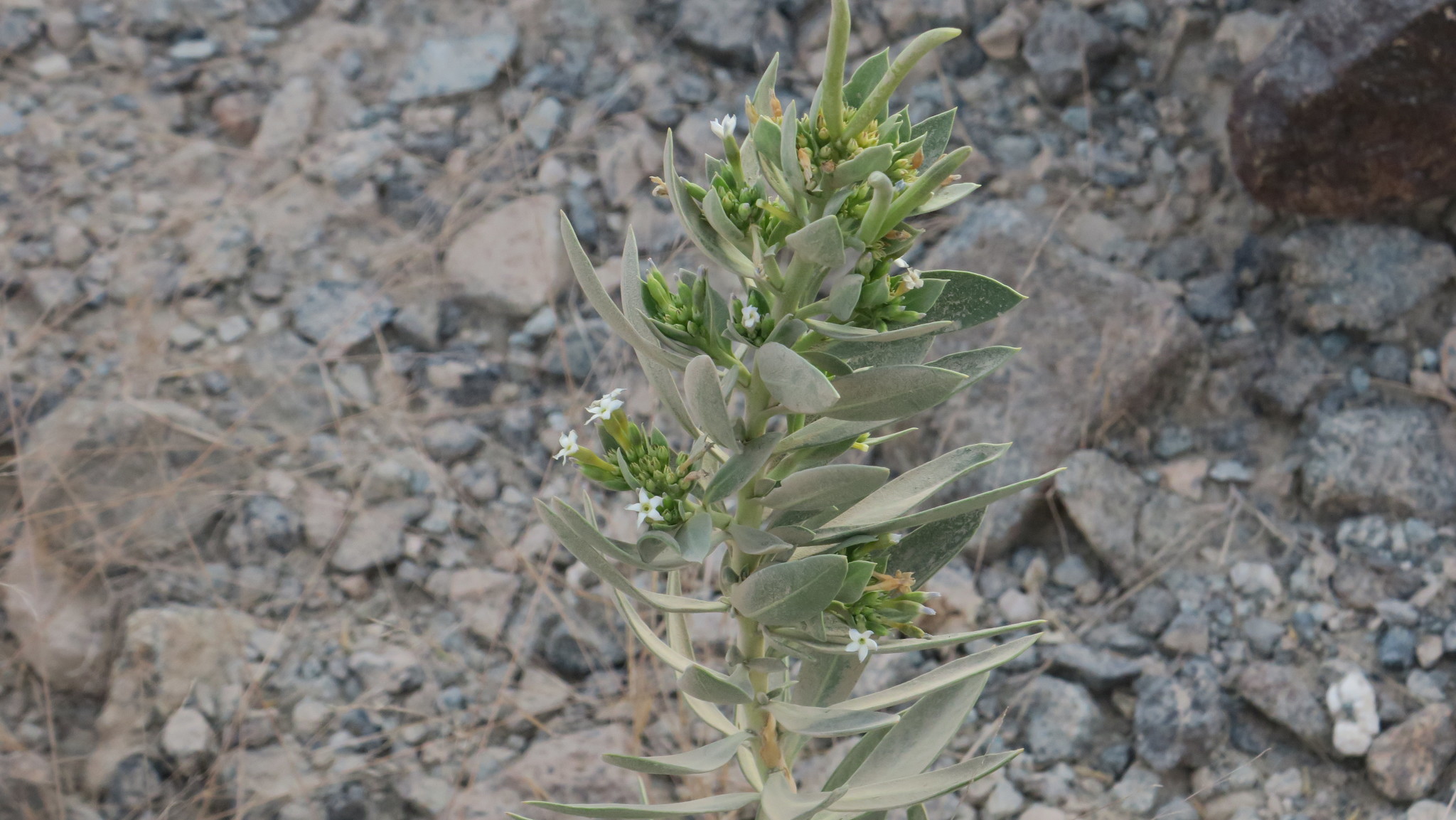 Rhazya stricta Decne.