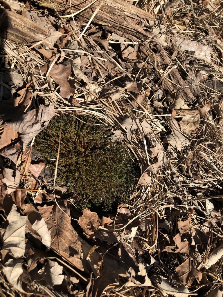 Broom Forkmoss from Mississauga, ON, Canada on March 08, 2021 at 11:44 ...