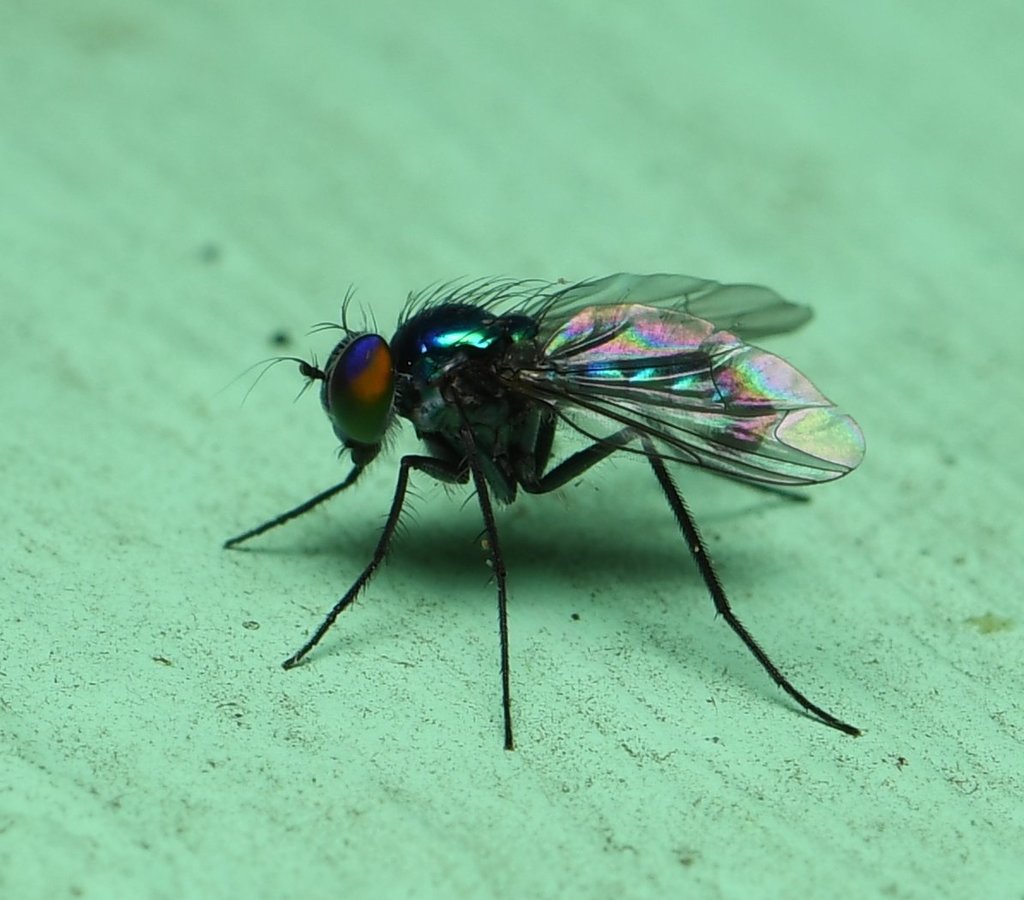 Condylostylus mundus (Biodiversity of Eckerd College) · iNaturalist