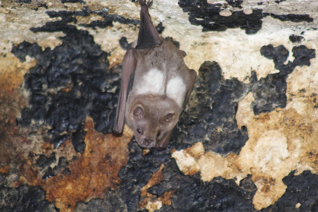 Jamaican Fruit-eating Bat from Dzilam de Bravo, Yuc., México on October ...