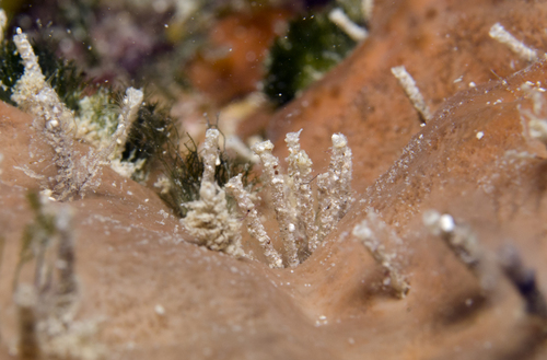 Phyllochaetopterus verrilli · iNaturalist