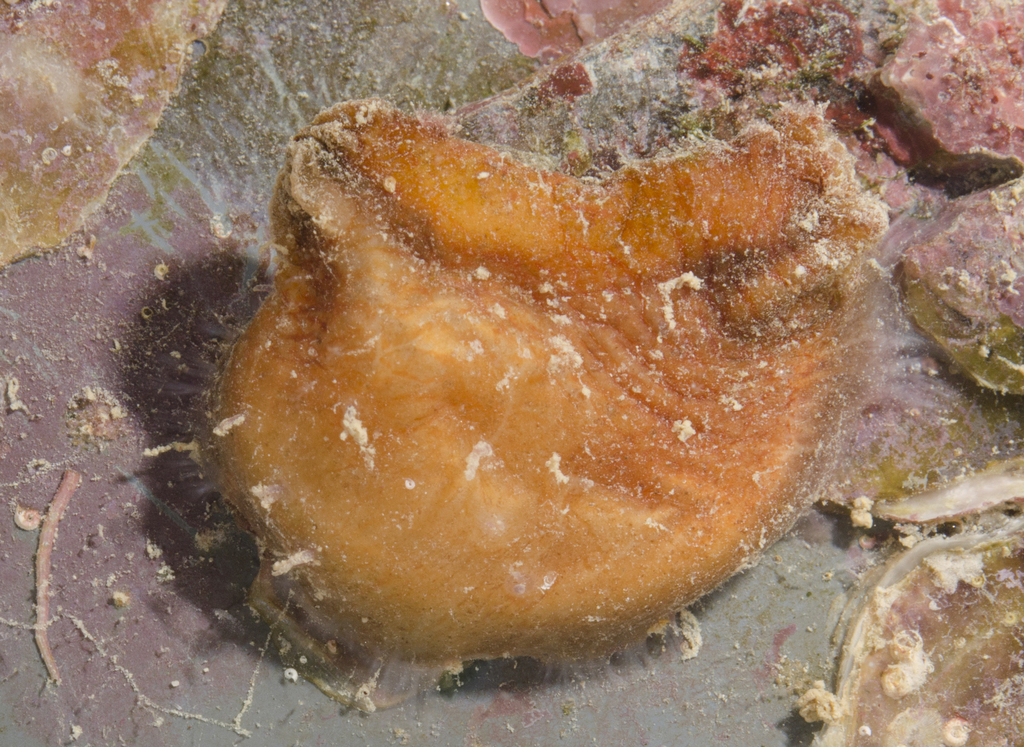 Microcosmus exasperatus from Kaneohe Bay, Patch Reef 01 on May 30, 2017 ...