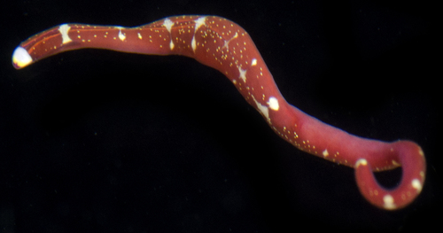 Micrura callima · iNaturalist United Kingdom