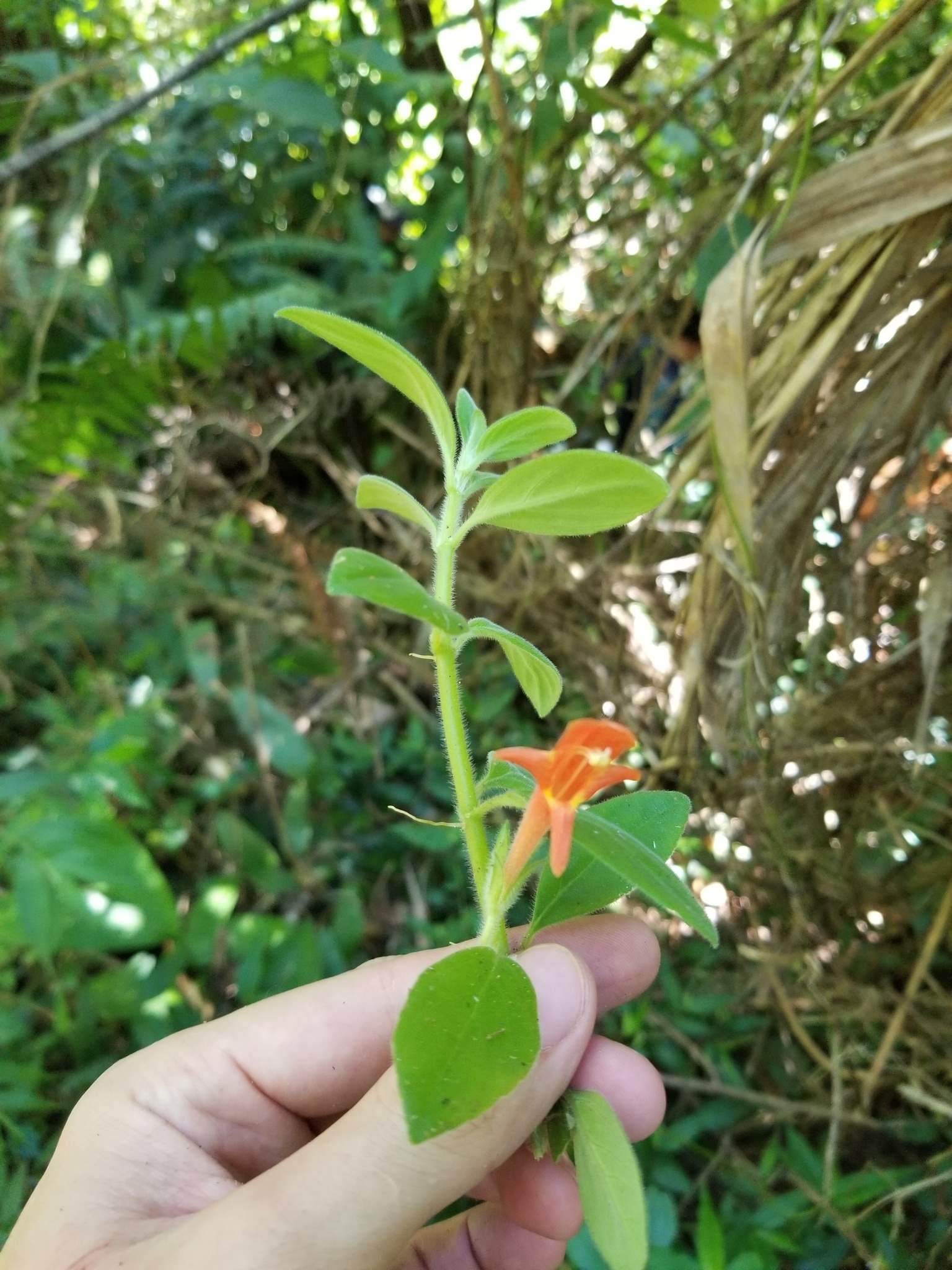 Columnea scandens L.