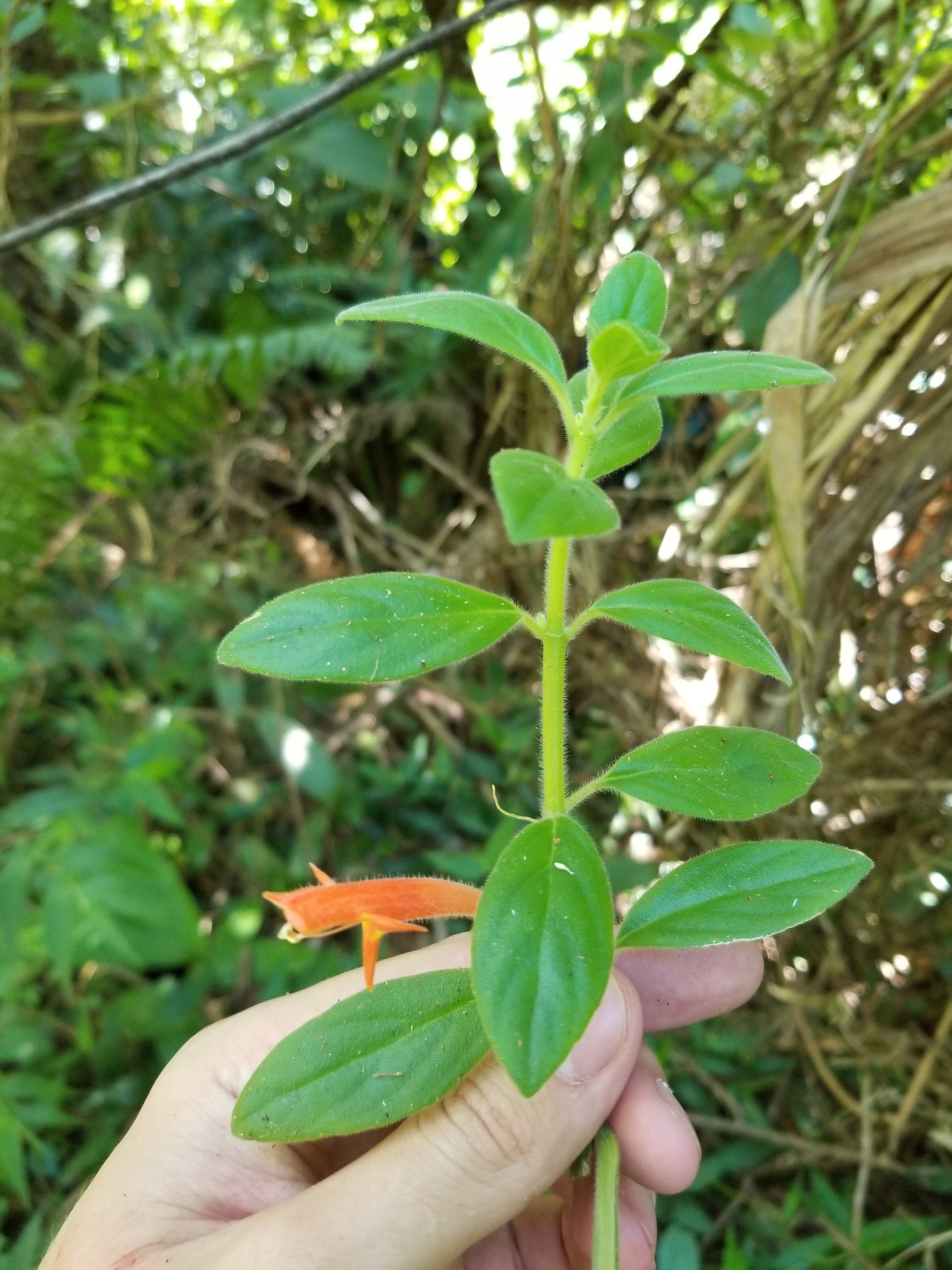 Columnea scandens L.