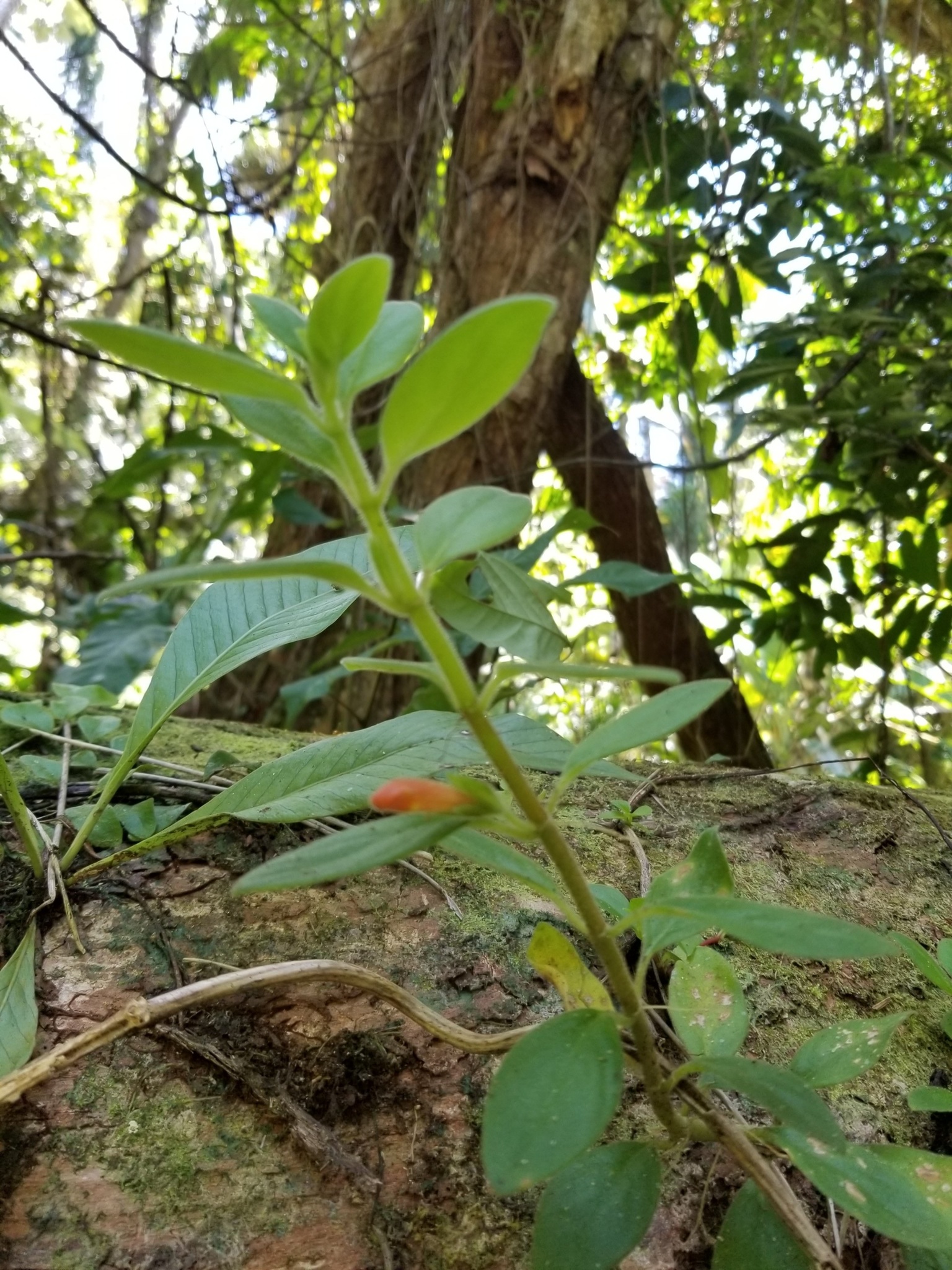 Columnea scandens L.