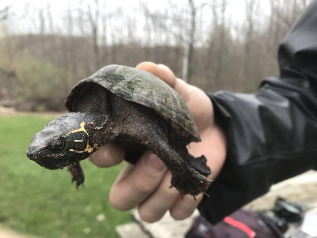 Eastern Musk Turtle in May 2019 by marcd2 · iNaturalist