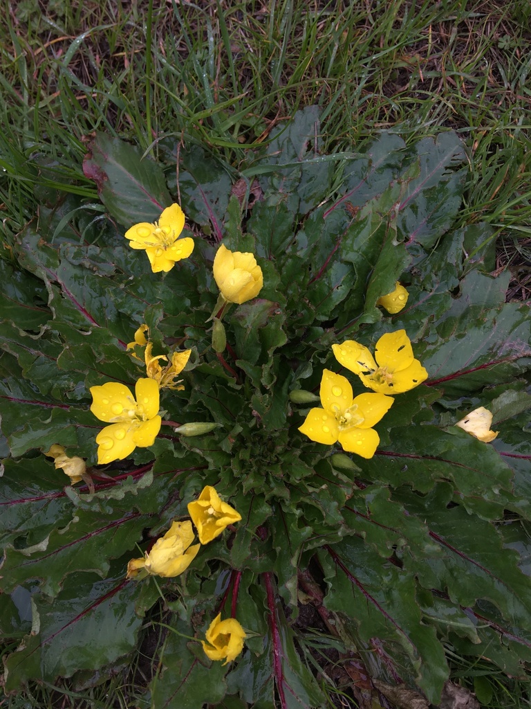 Sun Cup from Harbor Dr, Santa Cruz, CA, US on March 18, 2021 at 10:30 ...