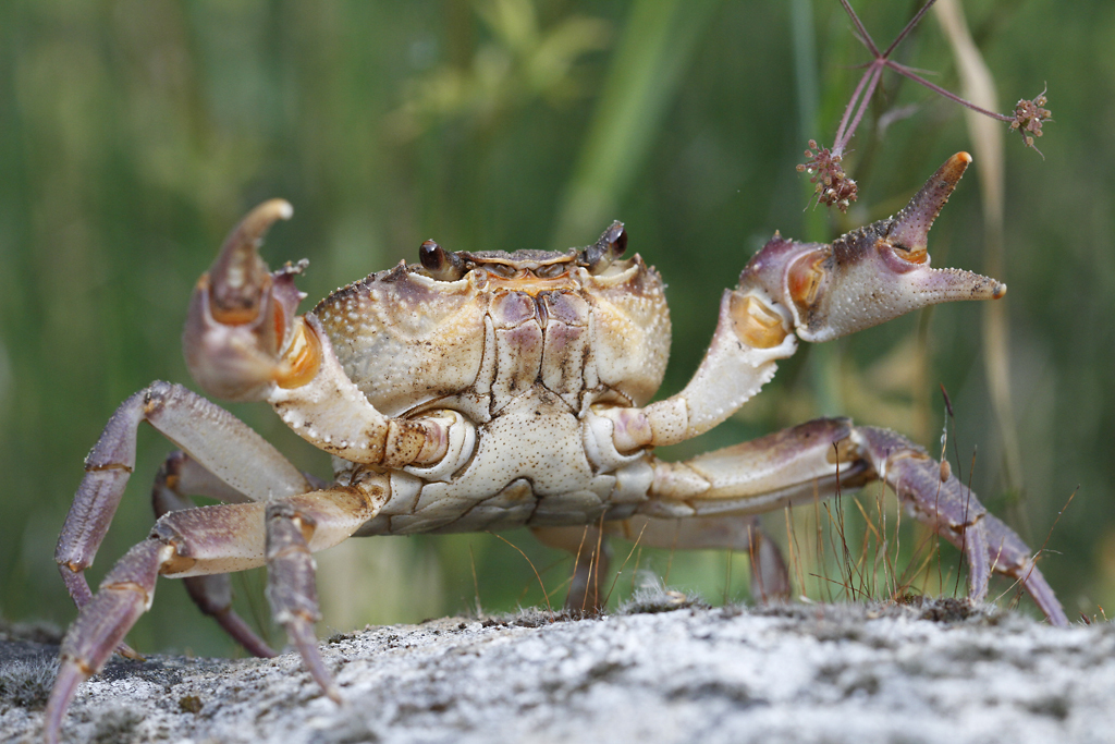 Freshwater Crabs