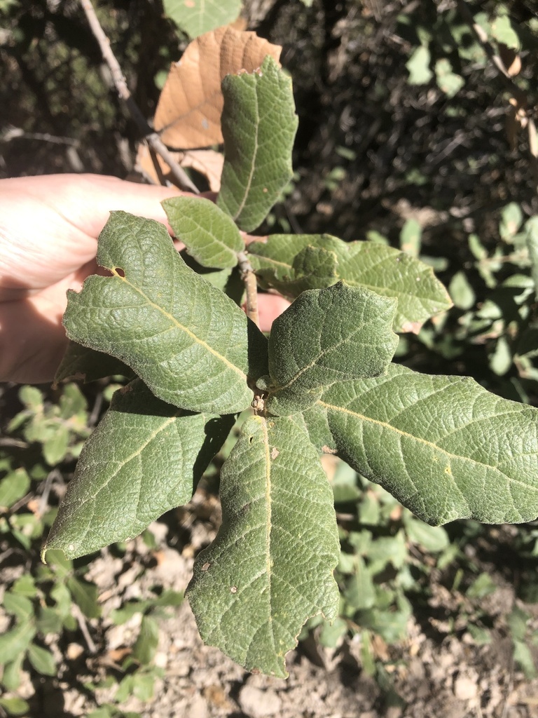 Encino quiebra hacha desde Chiricahua National Monument, Willcox, AZ ...
