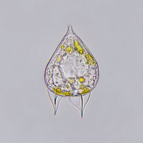 Podolampas bipes · iNaturalist Mexico