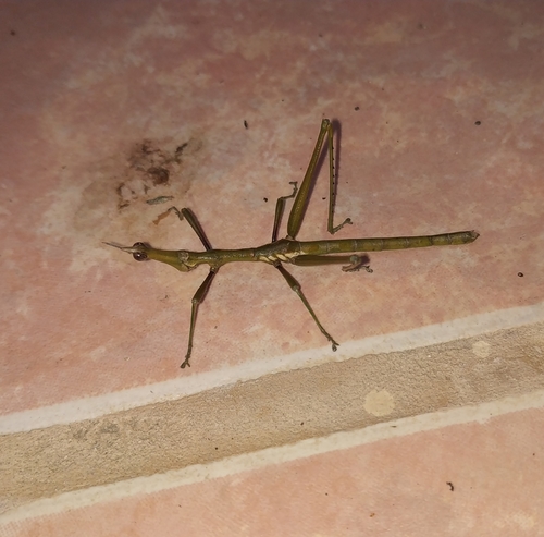 Stiphra tuberculata · NaturaLista Colombia