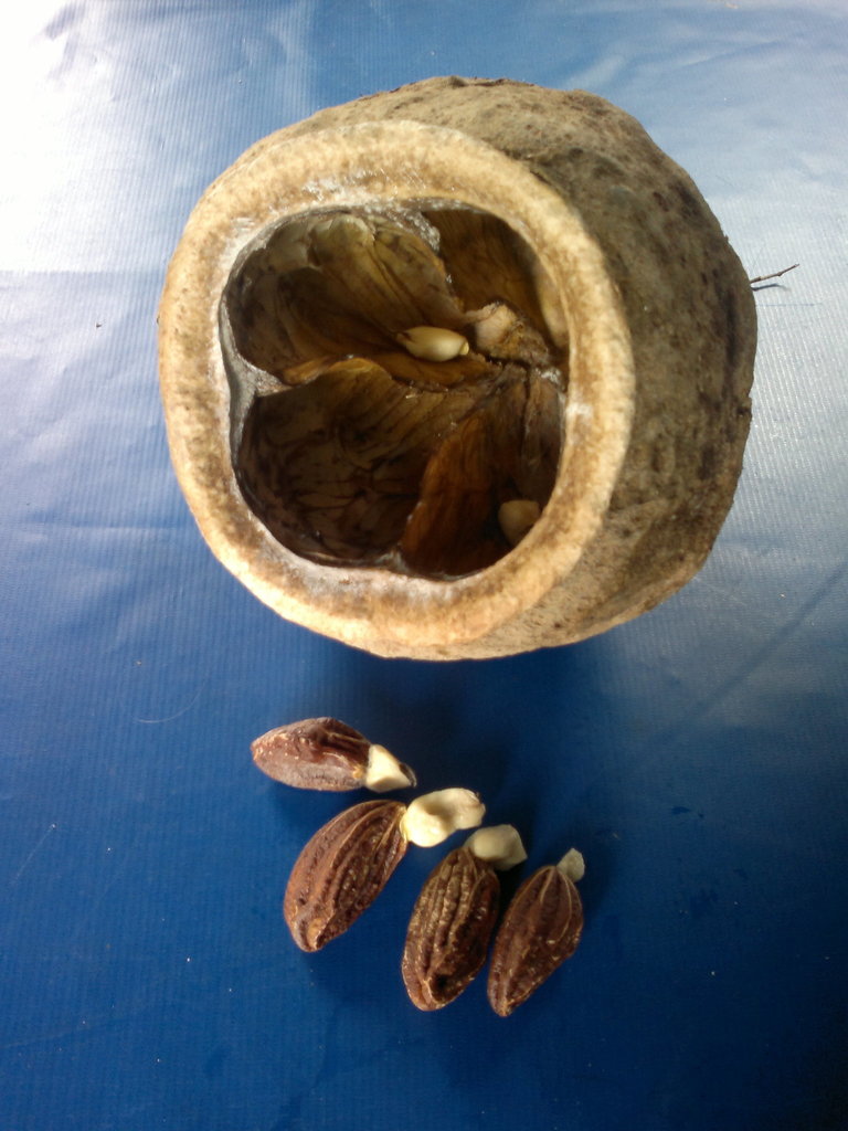 lecythis family (Lecythidaceae) - Botanical Realm