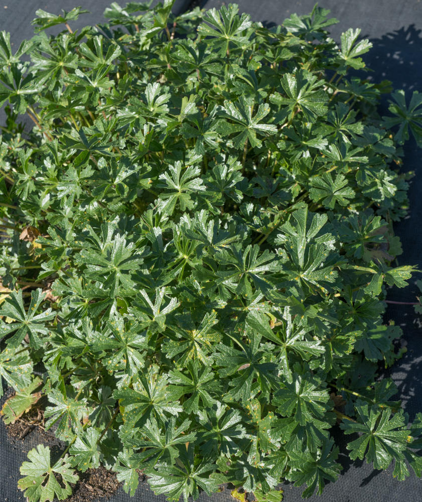 Meadow Checker-mallow from Lane County, OR, USA on March 18, 2021 at 12 ...