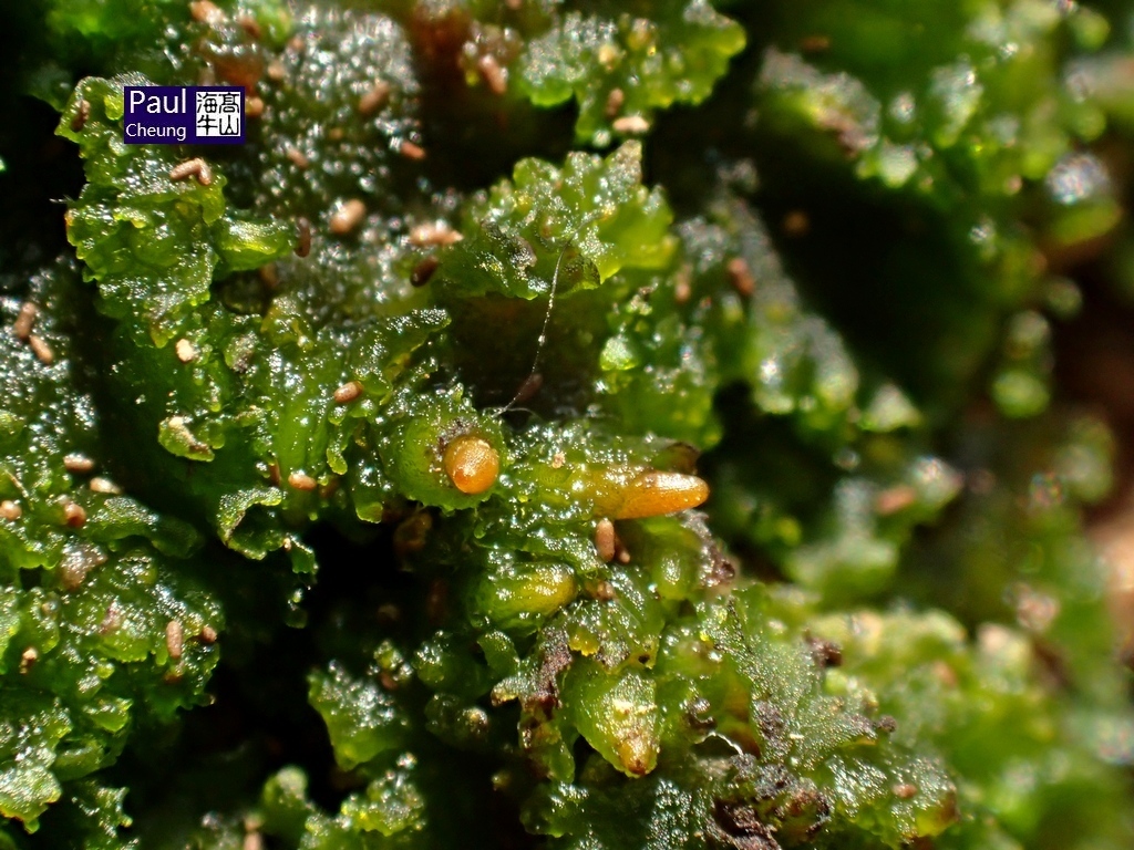 (Notothylas) - Botanical Realm