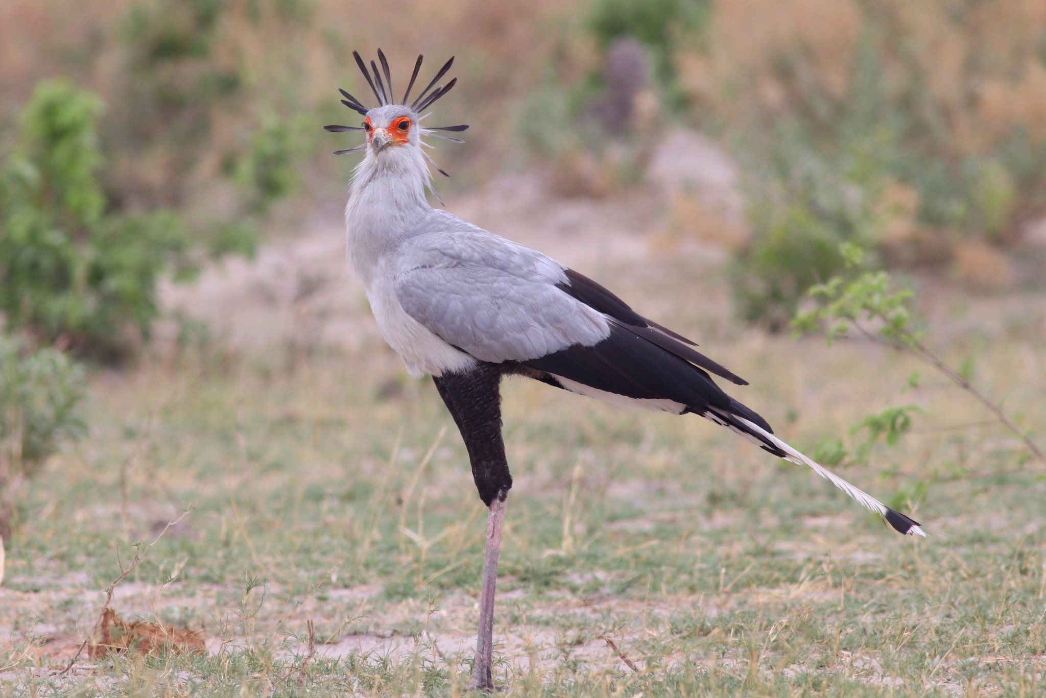 Secretary Bird