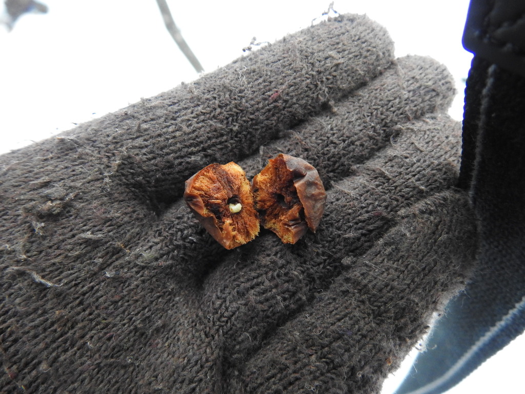 Cherry Gall Wasp from Таловский р-н, Воронежская обл., Россия on March ...