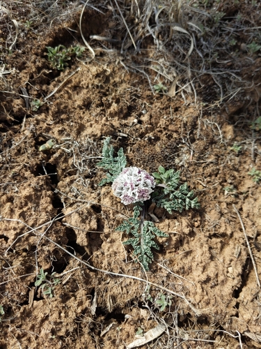 Observations by jakobodachocobo · iNaturalist